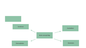 Brain concept map by Taylor Riggsbee on Prezi Design