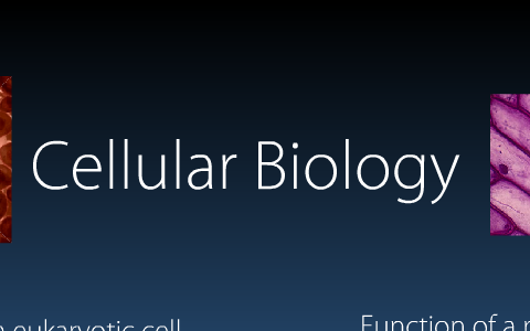 Ekaryotic Cells by Jessica Cadman on Prezi