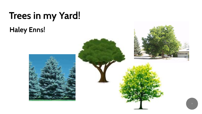 Trees in my Yard by Haley Katherine Enns on Prezi