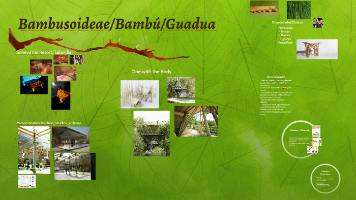 Bambusoideae. Bambú. Guadua. by Paula Murillo on Prezi