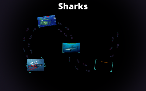 Sharks by Melissa bohn on Prezi