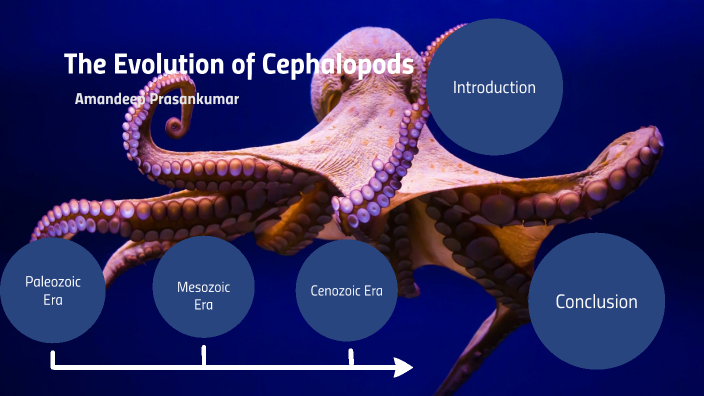 Evolution of Cephalopods by Amandeep Prasankumar on Prezi