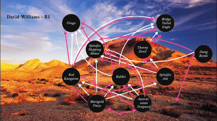 Australian Outback Food Web by David Williams on Prezi
