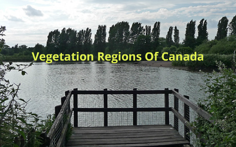Vegetation Regions Of Canada by Brad Kiers on Prezi