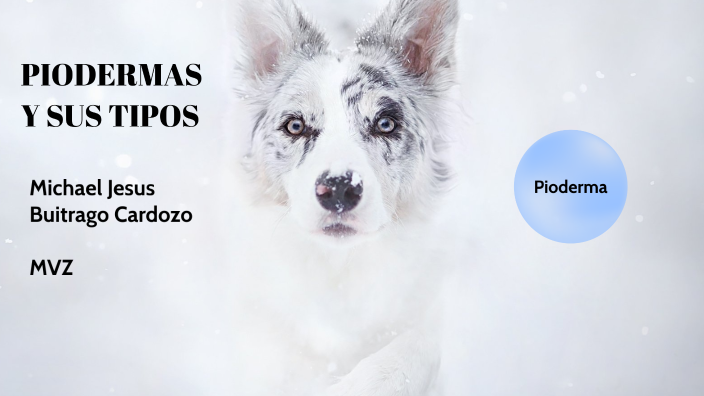 Pioderma y sus tipos by michael buitrago on Prezi