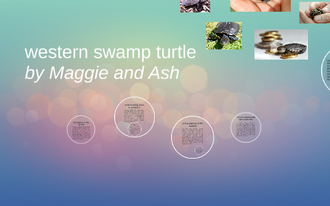 western swamp turtle by ashley bell on Prezi