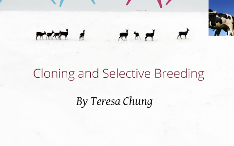 Selective Cloning & Breeding by Teresa Chung on Prezi