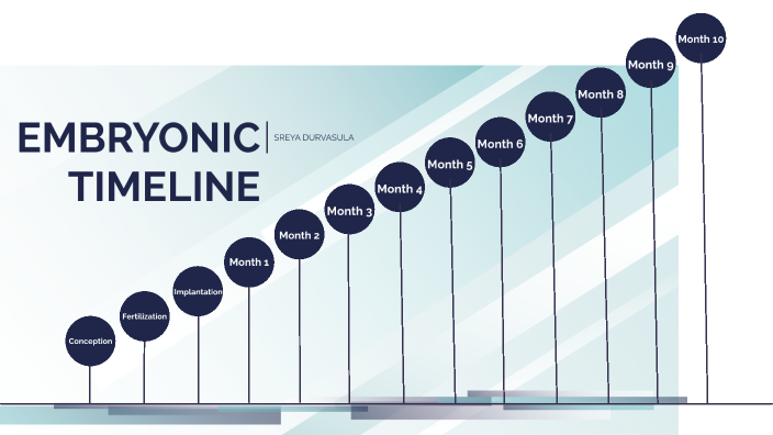 Embryonic Timeline by Sreya Durvasula on Prezi