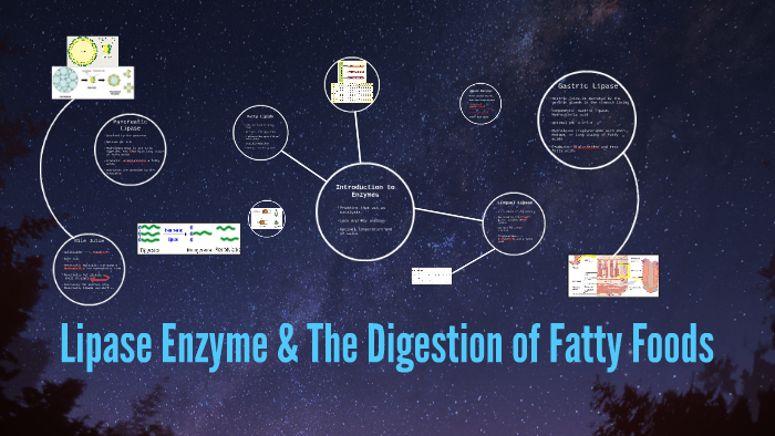 Lipase Enzyme and The Digestion of Fatty Lipids by Stephanie Yang on Prezi
