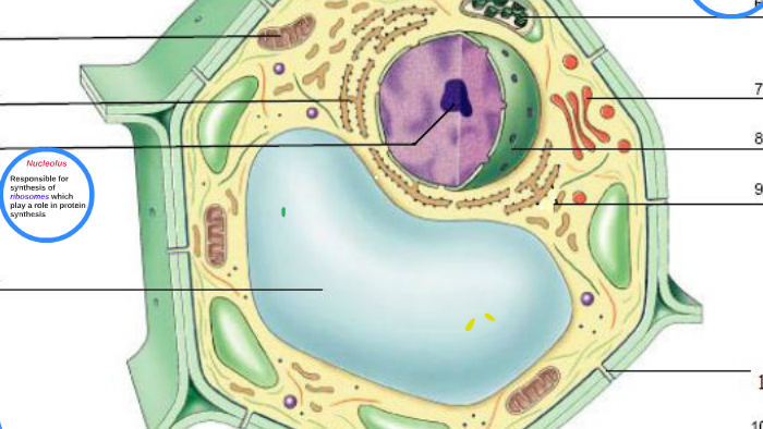 Sac like membranous organelles by mohamed osman on Prezi