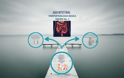 jugo intestinal by Eddo Garcia D on Prezi