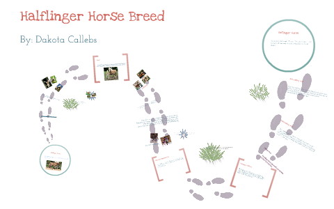 Halflinger Horse Breed by Dakota Callebs on Prezi