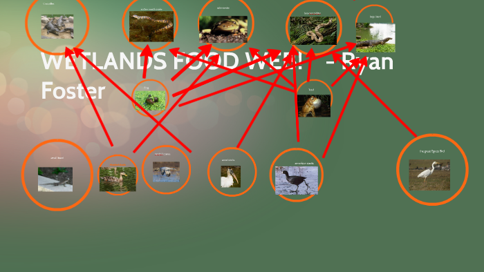 Florida's Wetland Food Web by Ryan Foster on Prezi