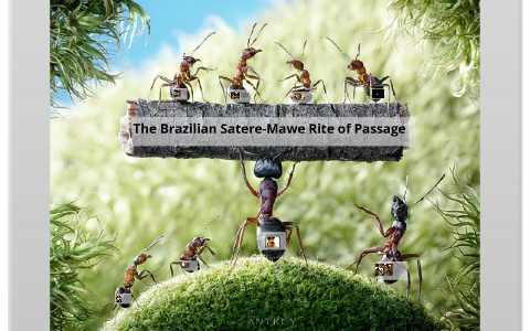 The Brazilian Satere-Mawe tradition by E P on Prezi