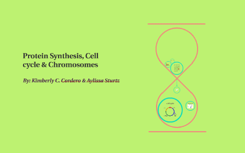 Protein Synthesis, Cell cycle & Chromosomes by Kimberly Castillo on Prezi