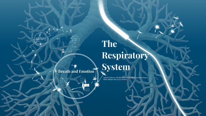 The Respiratory System by Violette Ayad on Prezi