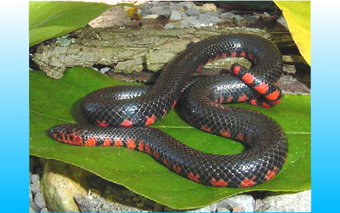 Western Mud snake by michael raabe on Prezi