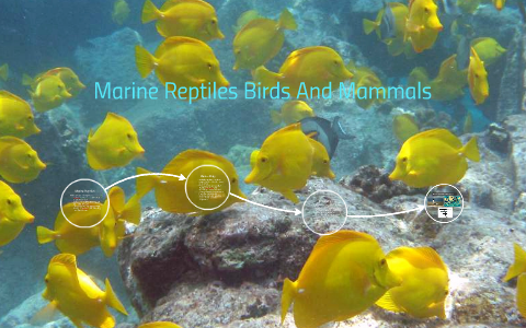 Marine Reptiles Birds And Mammals by ratreal jones on Prezi