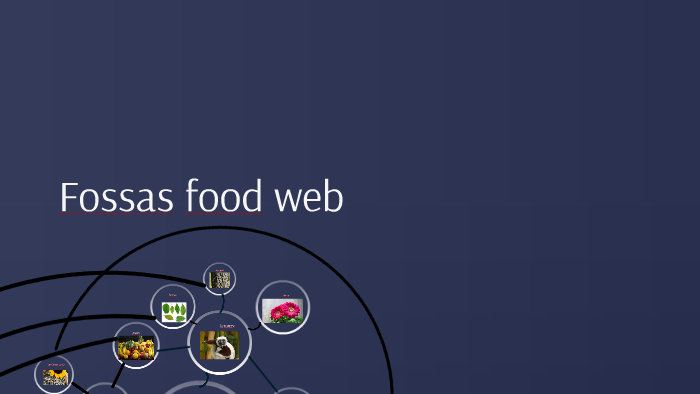 Fossas food web by Kippei Yamaguchi on Prezi