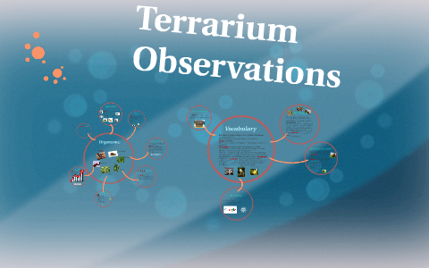 Terrarium Observations by Hannah Sullivan on Prezi