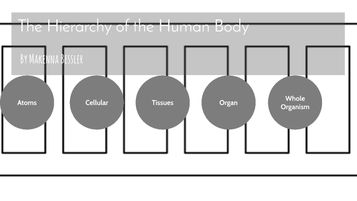The Hierarchy of the Human Body by Makenna B on Prezi