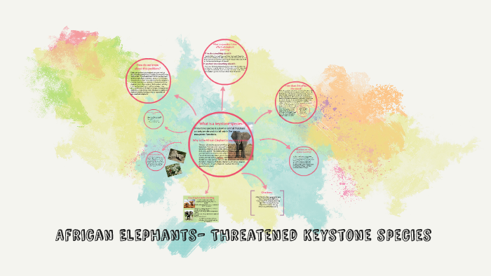 African Elephants- Threatened Keystone species by Kilie Marie Sweet on ...