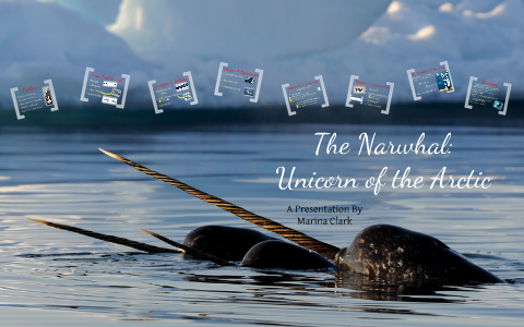 The Narwhal: Unicorn of the Arctic by Marina Clark on Prezi