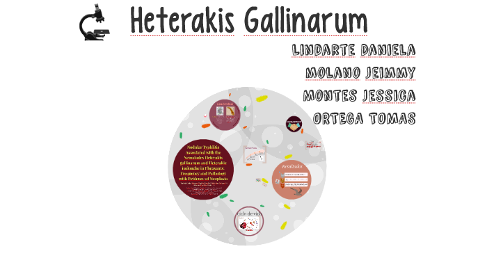 Heterakis Gallinarum by Daniela Lindarte Celis on Prezi