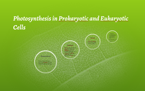 Photosynthesis in Prokaryotic and Eukaryotic Cells by Hannah Fuchser on ...