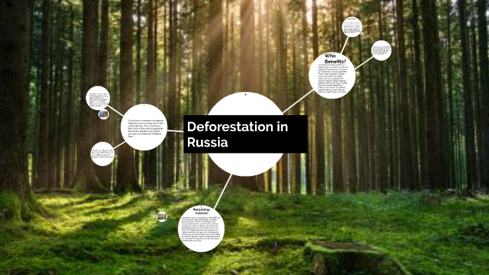 Deforestation in Russia by victoria nowak on Prezi