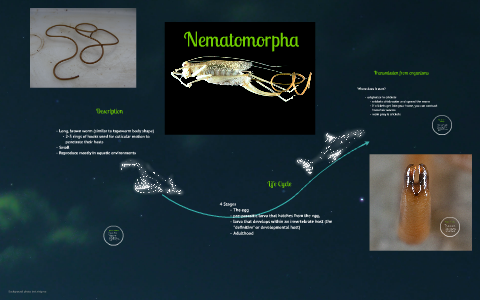 Nematomorpha by