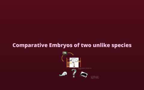 Comparative Embryology of whales and hippos by Raya Georgieva on Prezi