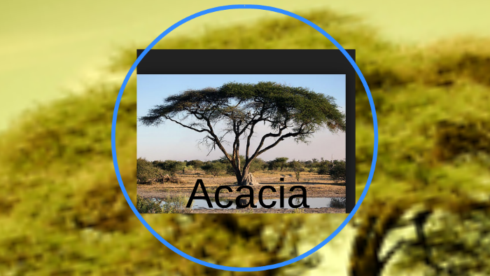 la cycle de vie la acacia by April Jan on Prezi