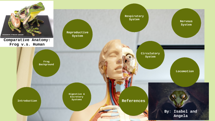 Frog v.s. Human by Angela Sandev on Prezi