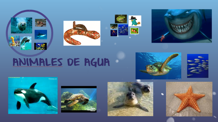 ANIMALES DE AGUA by Lorena Rodríguez Chimeno on Prezi