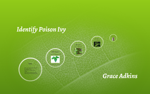 Identify Poison Ivy by Grace Adkins on Prezi