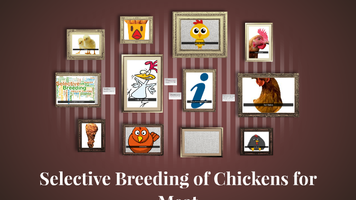Selective Breeding of Chickens for Meat by Merrin Kelly on Prezi