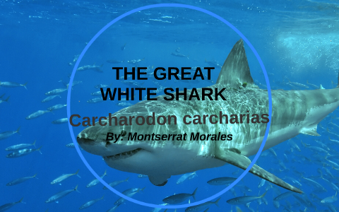 THE GREAT WHITE SHARK by Montserrat Morales