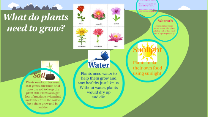 What Do Plants Need To Grow KS1 By Melissa Phillips