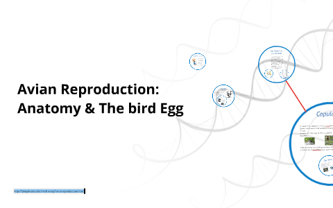 Avian Reproduction: Anatomy & The bird Egg by Dewin Hernandez on Prezi
