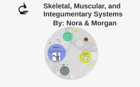 Skeletal, Muscular, and Integumentary Systems by Morgan Jones on Prezi