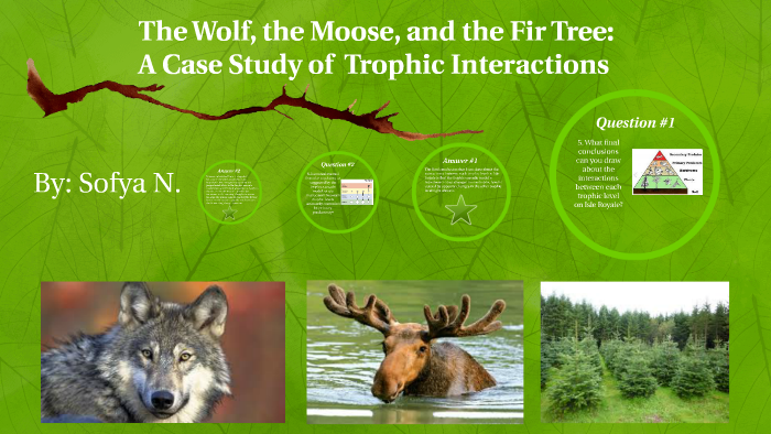 The Wolf, the Moose, and the Fir Tree: A Case Study of Troph by Sofya ...