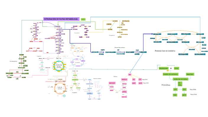 INTEGRACIÓN DE RUTAS METABÓLICAS by Nohemi Ruiz Najera on Prezi