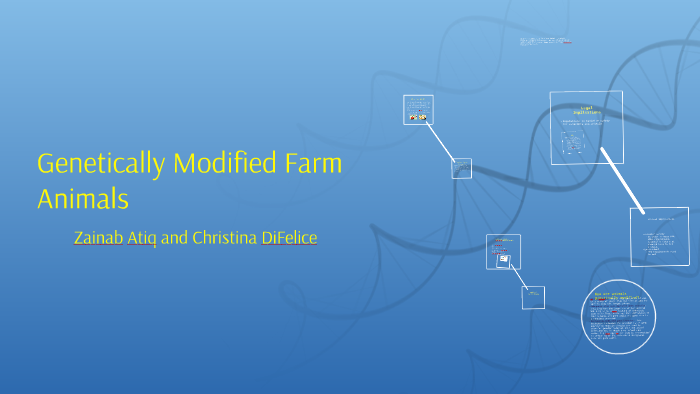 Genetically Modified Farm Animals by Christina DiFelice on Prezi