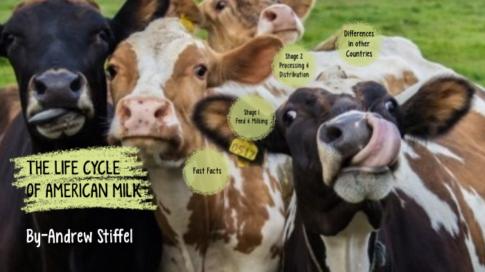 The Life Cycle of Milk by Andrew Stiffel on Prezi