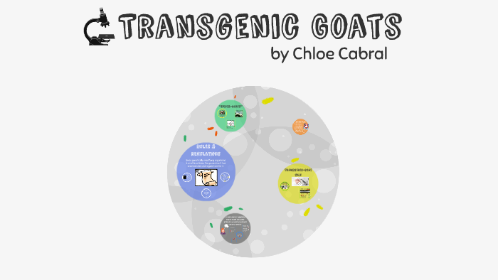 Transgenic Goats by Chloe C on Prezi