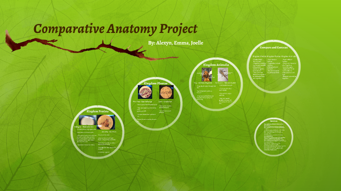 Comparative Anatomy Project by emma bessette on Prezi