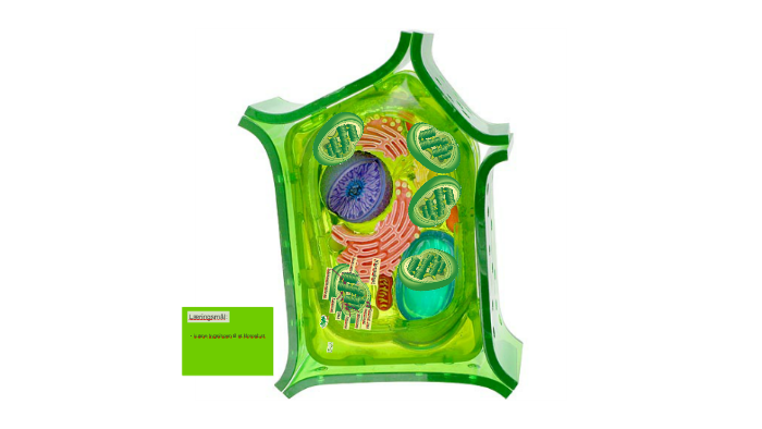 Kloroplast by Helen Helbæk on Prezi