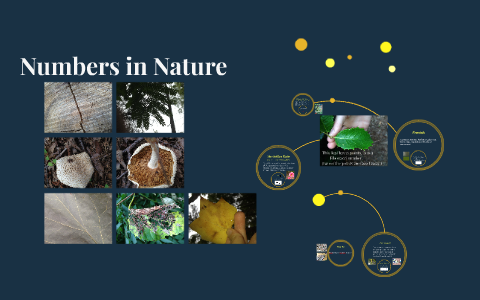 Numbers in Nature by Snehith Rayavaram on Prezi