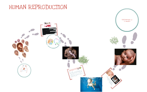 IGCSE 16 HUMAN REPRODUCTION by Blanca Peris on Prezi